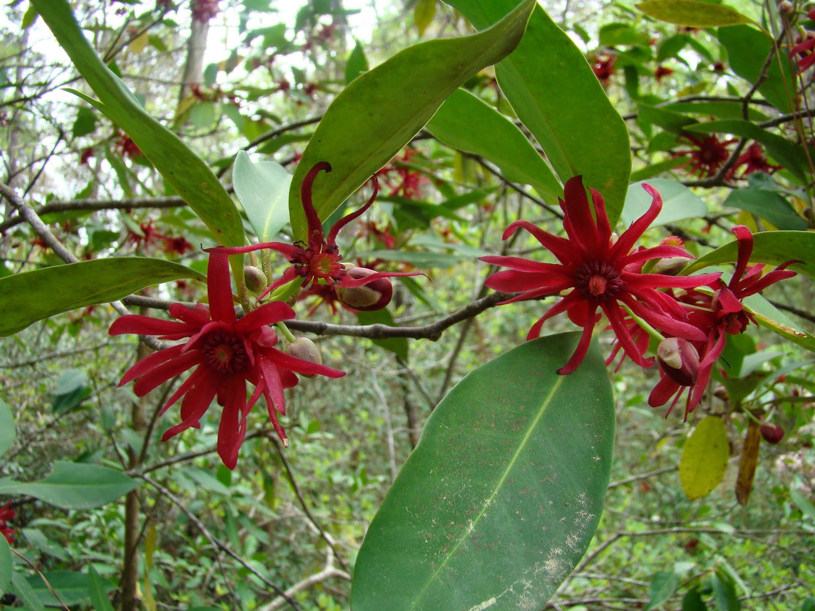 Views from My Highland Cottage: Caroline Dormon's Legacy: A Return to ...