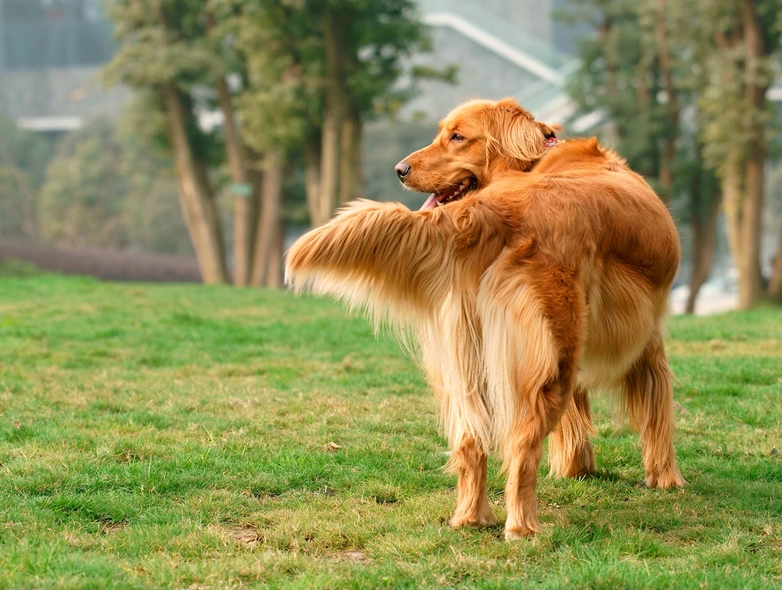 Bregman Veterinary Group: Why Does Your Dog Chase Its Tail?
