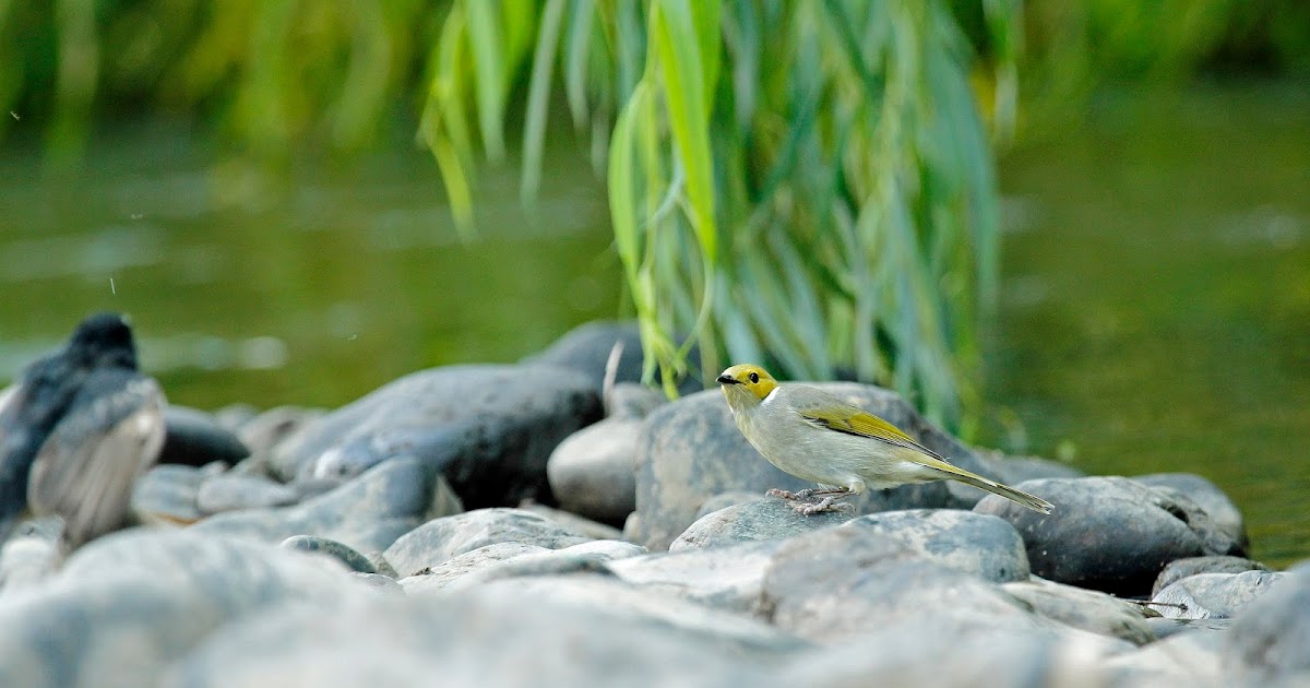 Wildlife on the Dumaresq River, Texas