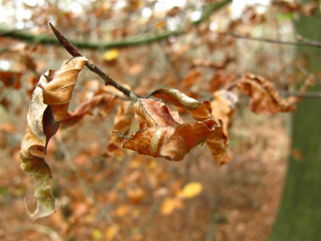 bomengids.nl: Bomen met nog wat blad