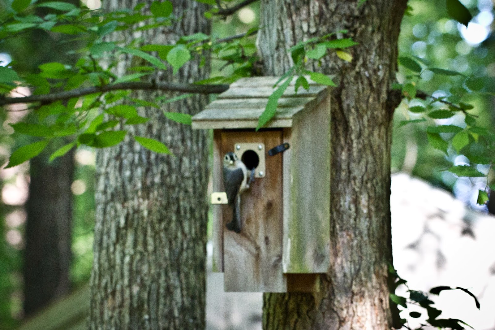 Backyard Nature: Tufted Titmice in 2 nest boxes