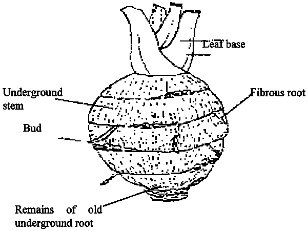 Caribbean Youths In Agriculture (CYSAG): Dasheen Structure