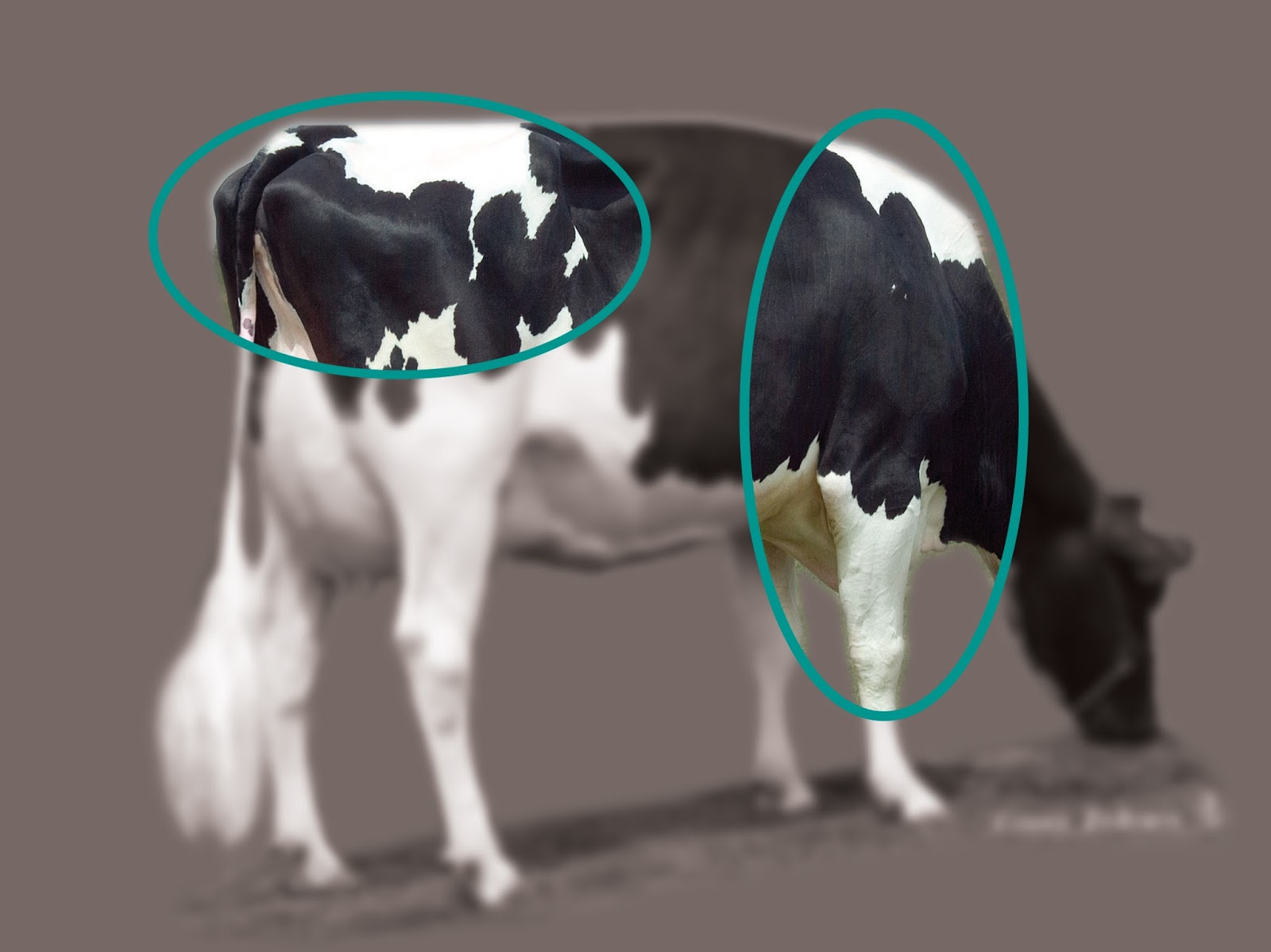 The GENEX Blog: The Importance of Body Condition Score