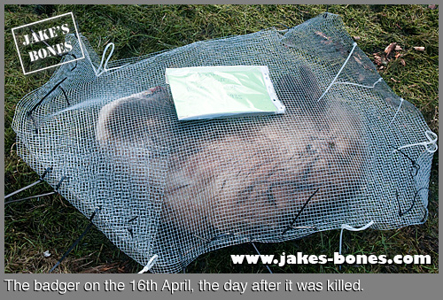 Zombie badgers and old buried bones : Jake's Bones