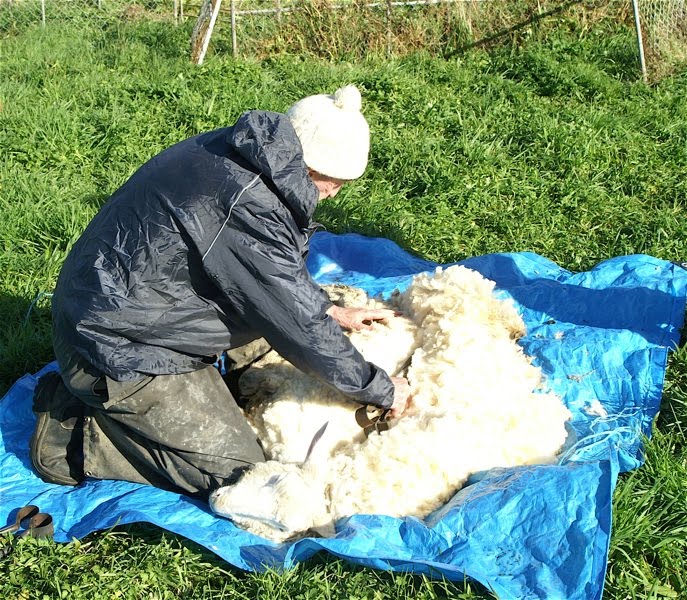 Woolshed 1: Sheep Husbandry - blade shearing method
