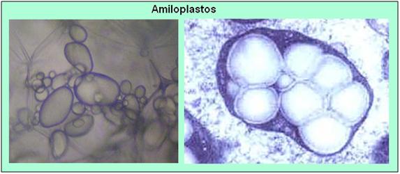 Blog de Biologia: Citologia III