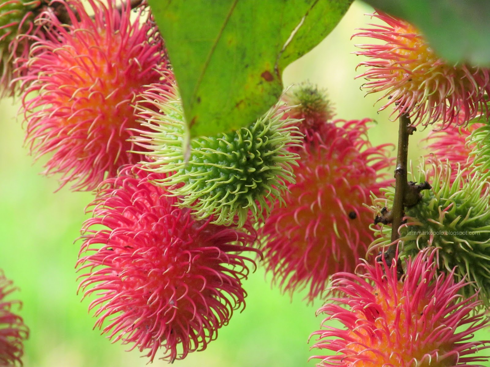 graveyard of thoughts and images: rambutan: an exotic fruit