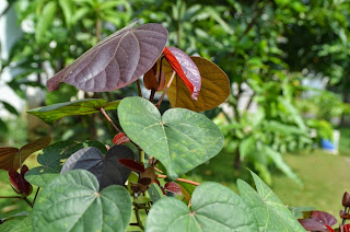 Daun Waru Dan 10 Manfaatnya - Aneka Daun Dan Khasiatnya