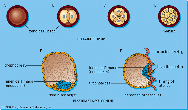 Dentistry and Medicine: Development of Embryo in Uterus Diagrams free ...