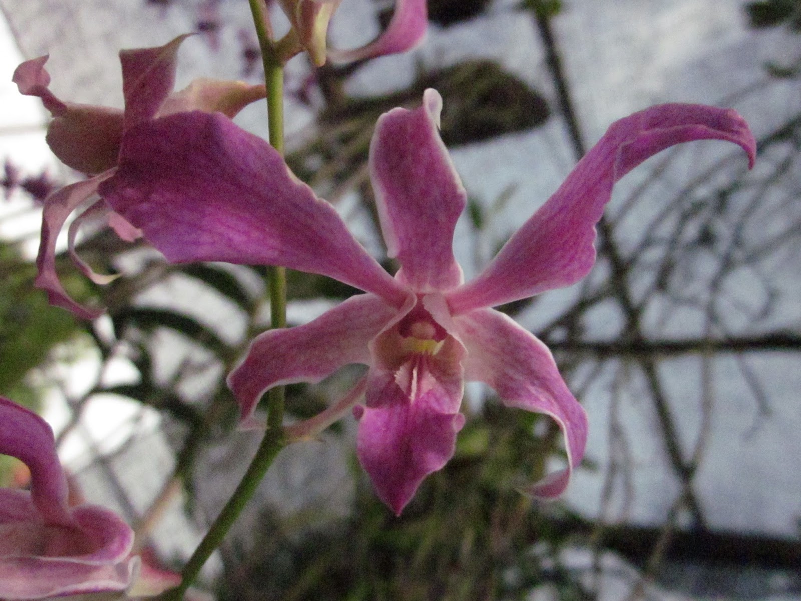 Anggrekku: Dendrobium X superbiens