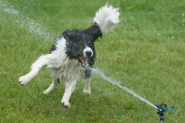 32 Dogs play in sprinklers (32 pics) | Amazing Creatures
