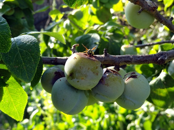 Cuina Cinc: Les Prunes i un Pastís de prunes amb ratafia