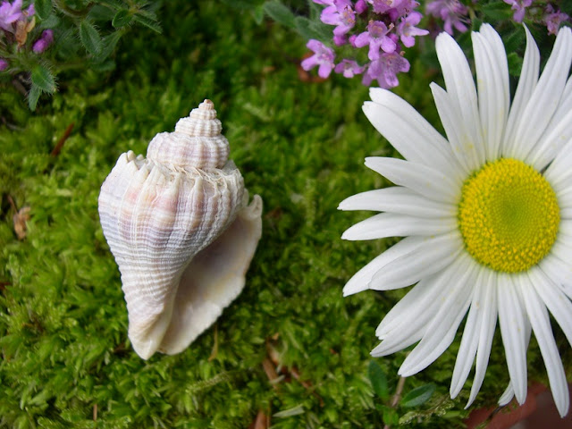 Seashell Photography ~ photography in a blog