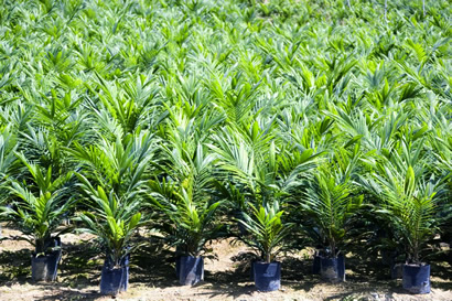 Palm Oil Seeds Producer - Plantation