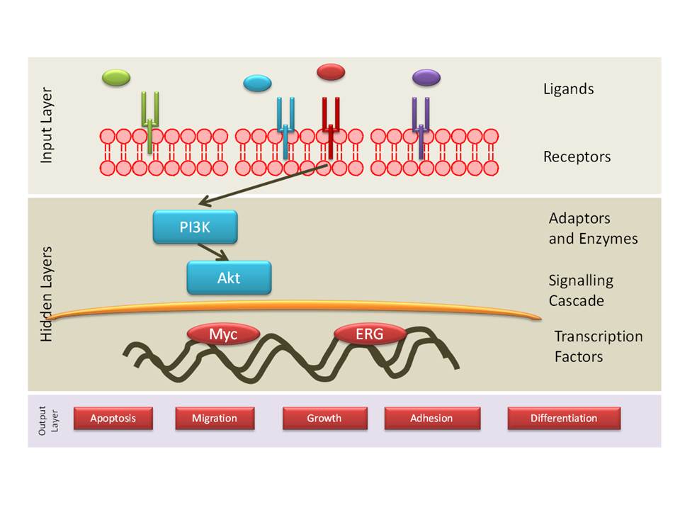 The Squirrel's Nest: c-Myc, Systems Models, and Calibration