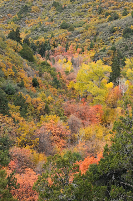 The Bees’ RV: Autumnus Interruptus