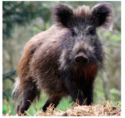 Fourteen Heritage Pig Breeds | Big Picture Agriculture