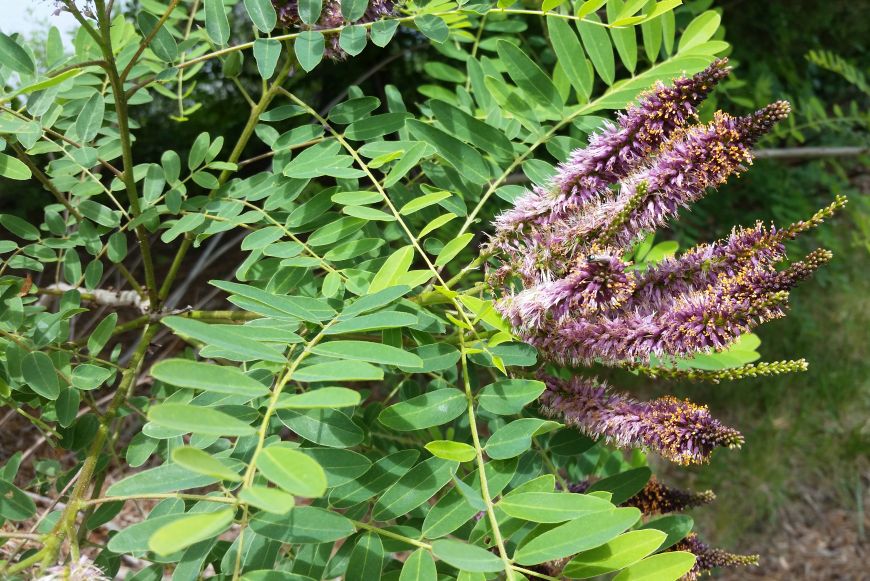Future Plants by Randy Stewart: Amorpha - False Indigo
