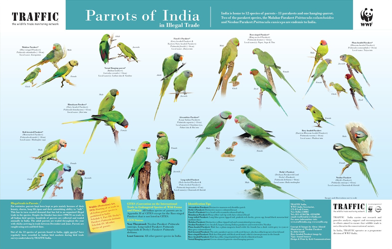 Indian Parrot Information