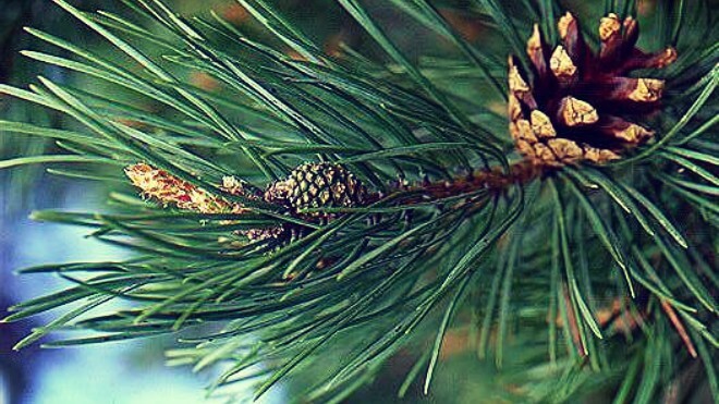 zdravlje iz prirode: Borove iglice