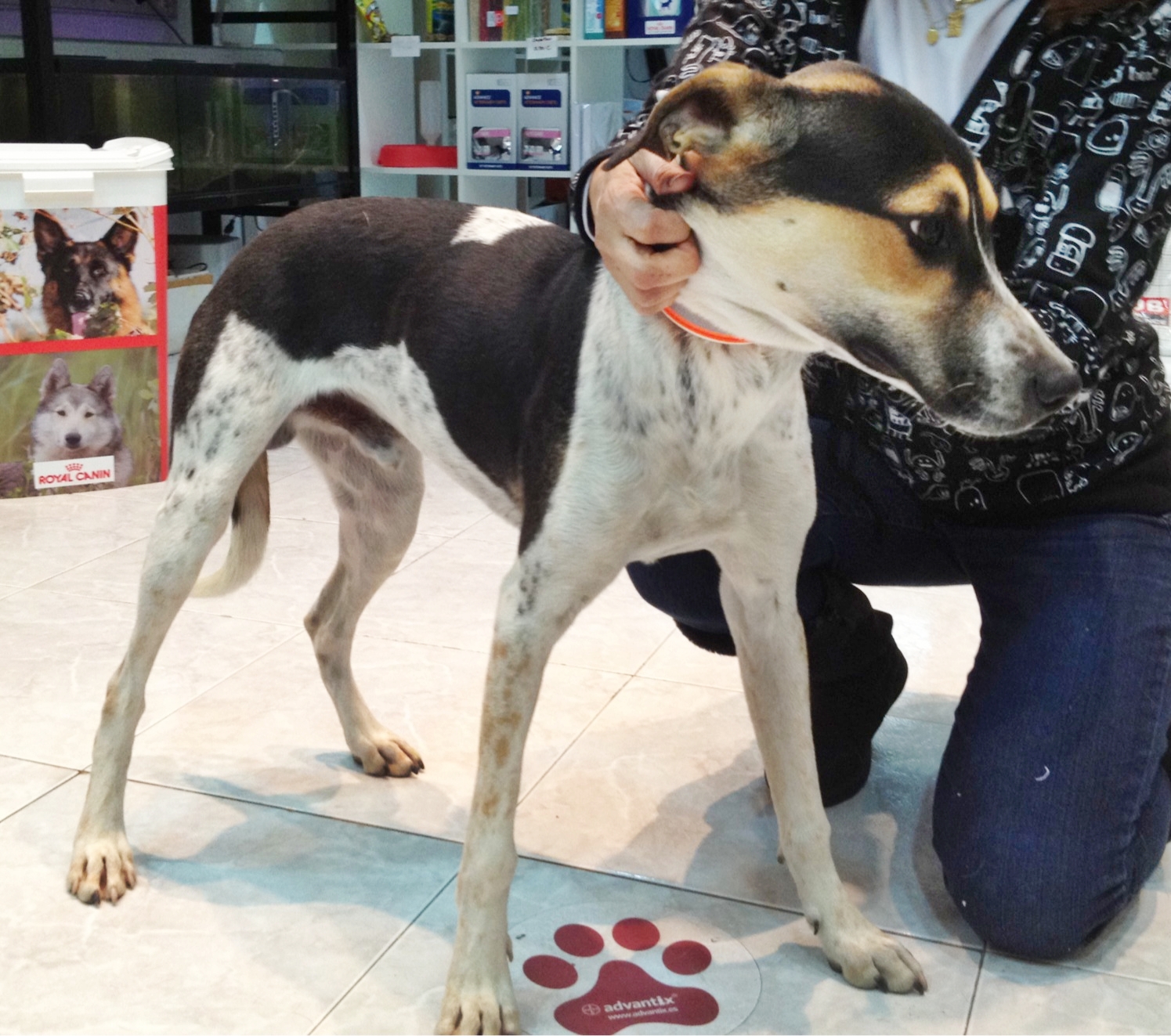 (ASBAAL) - Asociación para el Bienestar de los Animales: *RESERVADO ...