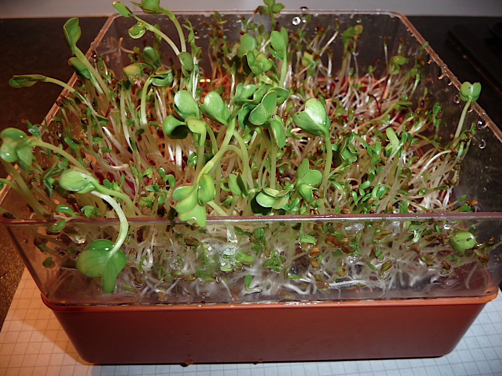 DES GRAINES A PLANTER ET DEGUSTER : comment choisir son germoir selon ...