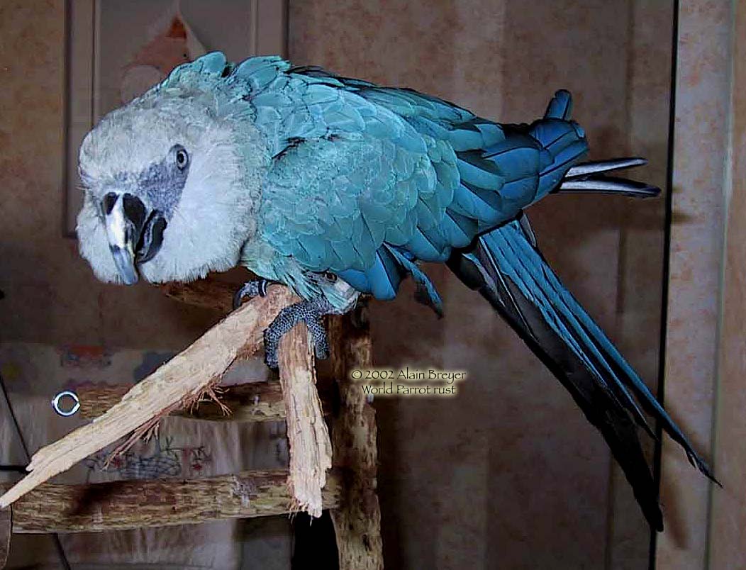 Let's Draw Endangered Species! : ): Spix's Macaw