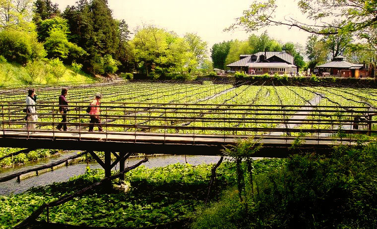 Tempat Wisata Populer Di Jepang Daso Wasabi Farm - Daiso Japan Indonesia