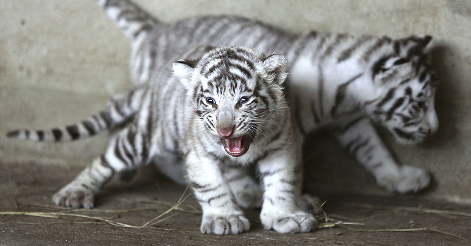 Aprendendo um pouco mais: Tigre Branco