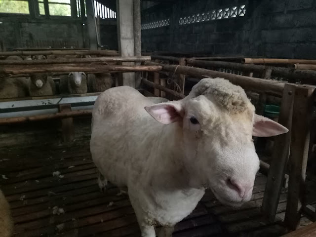 Ternak Domba Merino, Domba Unggulan Bobot sampai 100 Kg