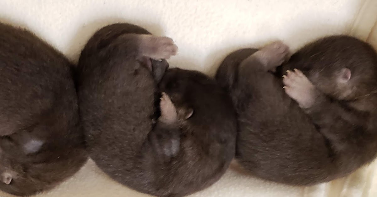 Otterly Wonderful News: Valkyrie gives birth to four river otter pups!