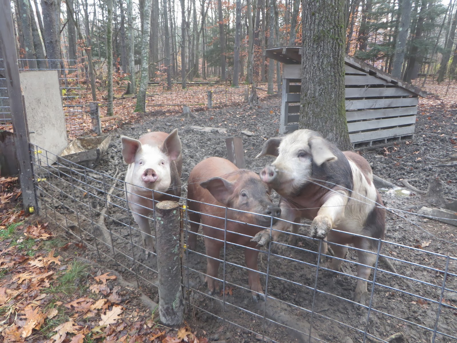Our Small Farm in the Woods: Pigs' Last Day on the Farm