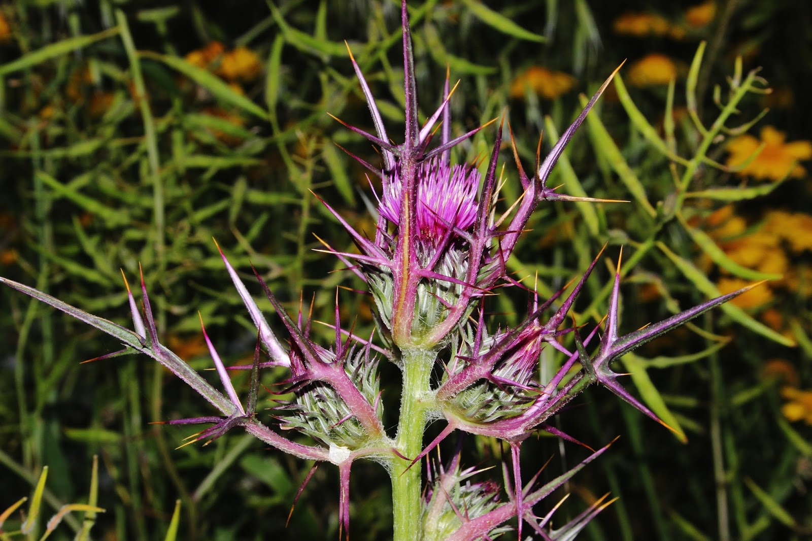Biodiversity of Cyprus by NGO Protection of the Natural Heritage and ...