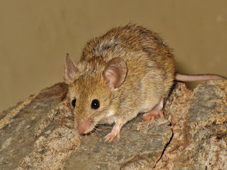 Biodiversity of Cyprus by NGO Protection of the Natural Heritage and ...