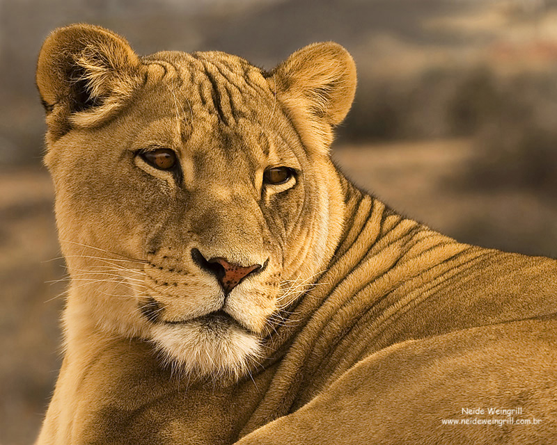 No Foco da Vida | Uma Série Animal: SÉRIE LEÕES: A RAINHA LEOA!