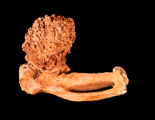 Species New to Science: [Ornithology / Behaviour • 2013] Fight Club: a ...