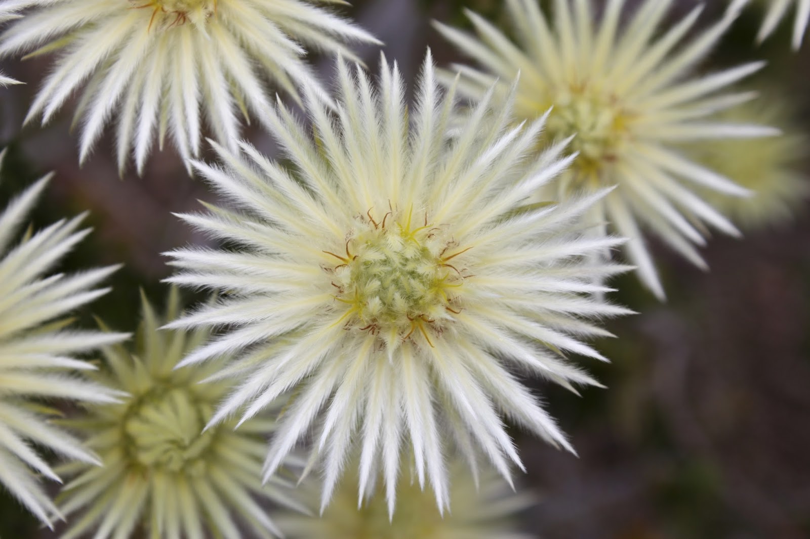 Swallows Nest Farm: Saving Seeds - Phylica