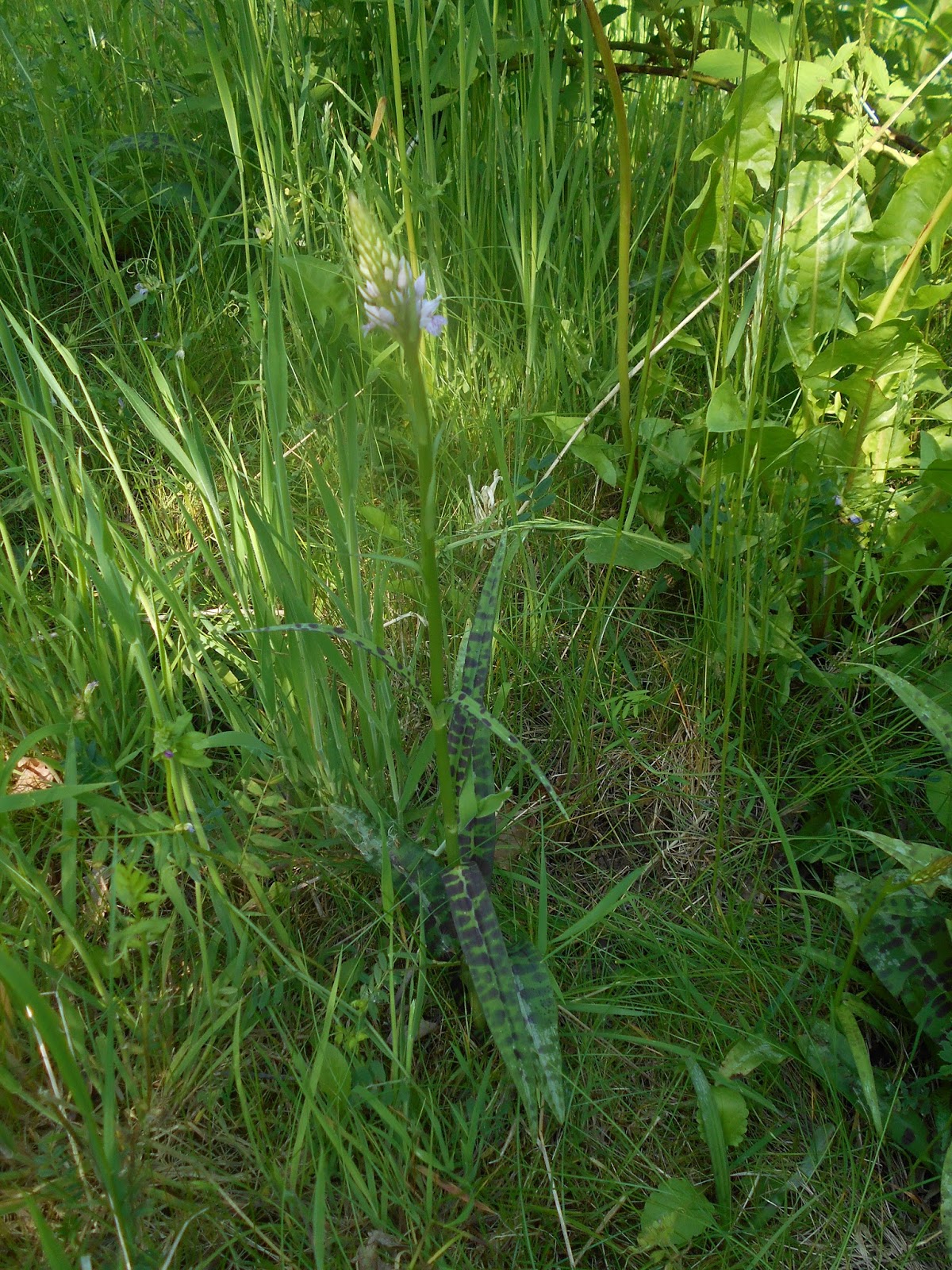 Tony's Blog: Much ado about Kentle Wood