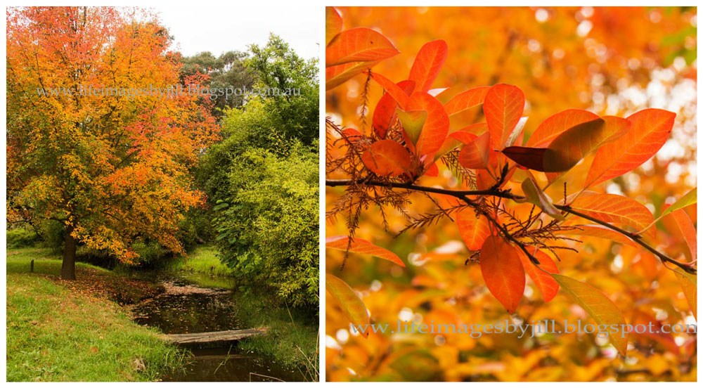 Life Images by Jill: Autumn in Western Australia, Golden Valley Tree ...