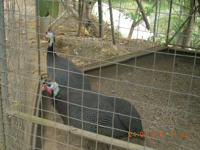 Genesis Valley Mountain Resort, Consolacion, Cebu | My Tropical Hut