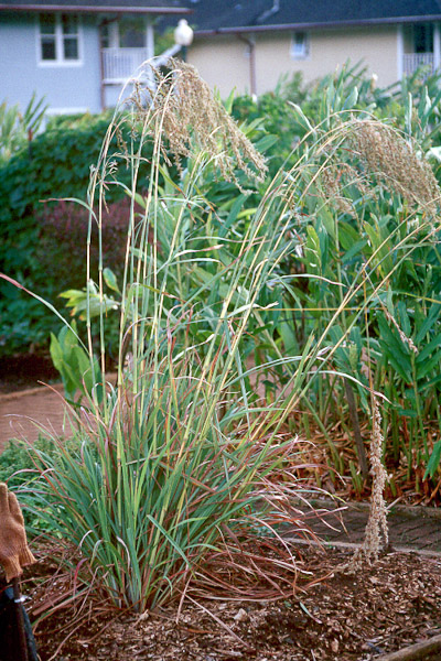 Hawaii Horticulture: Don’t Try Thai Food Without It – Lemon Grass