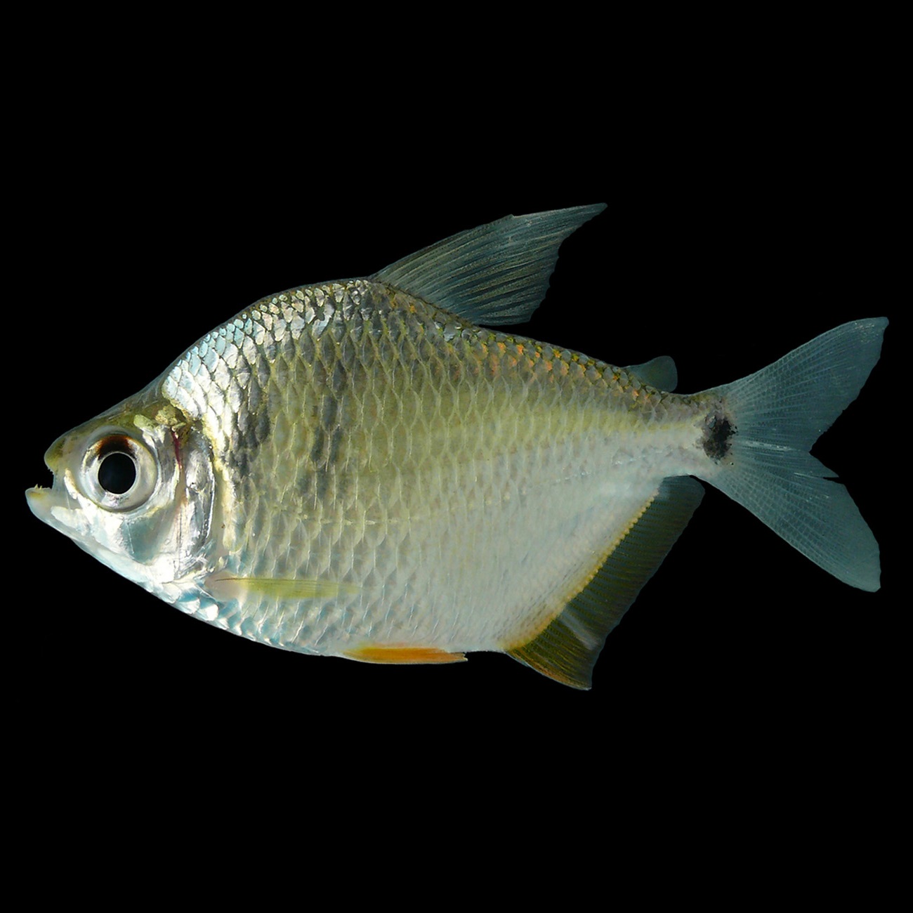 Species New to Science: [Ichthyology • 2016] Revision of the South ...