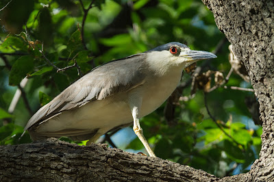 A Tree Falling: UT Southwestern Medical Center Rookery: July 2017
