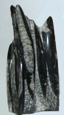 The Agatelady: Adventures and Events: Orthocerous Fossils