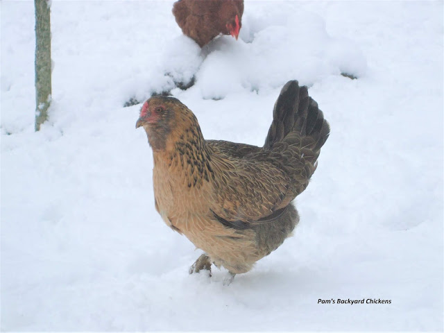 Pam's Backyard Chickens: Winter Chicken Keeping - How Cold is Too Cold ...