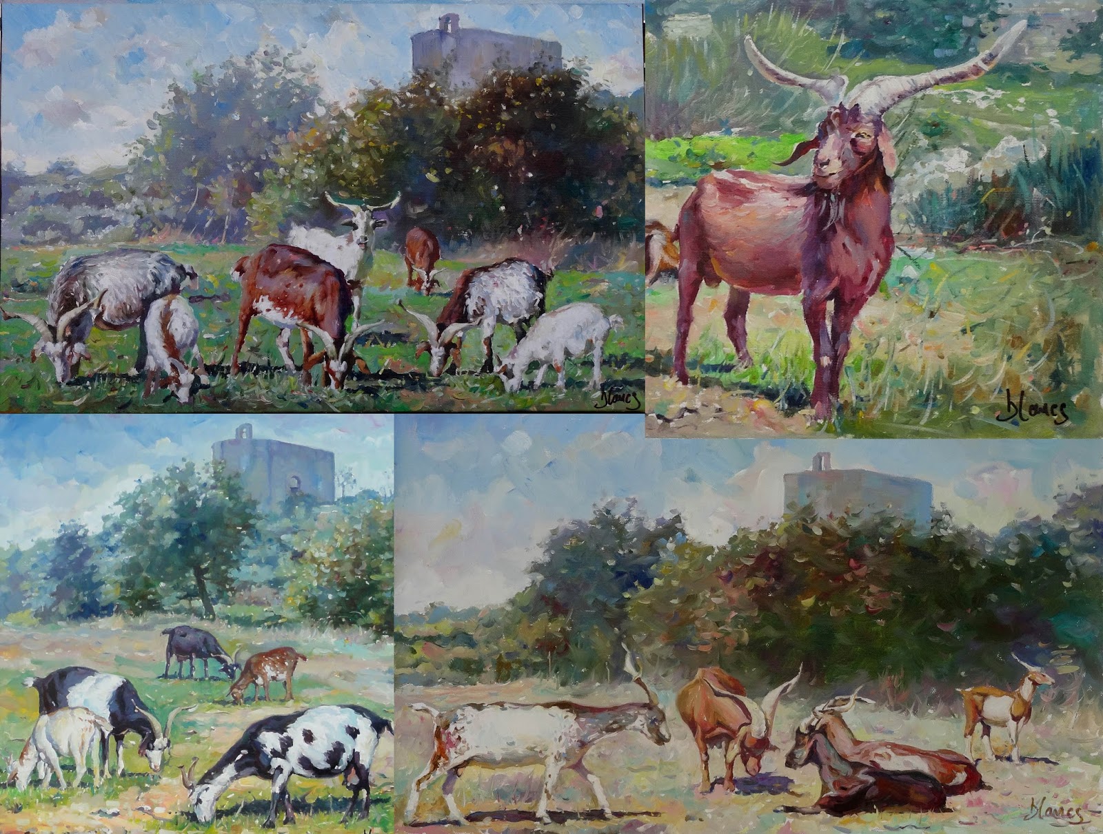 Lucien BLANCS : Rove Goats Collection / Collection Chévres du Rove