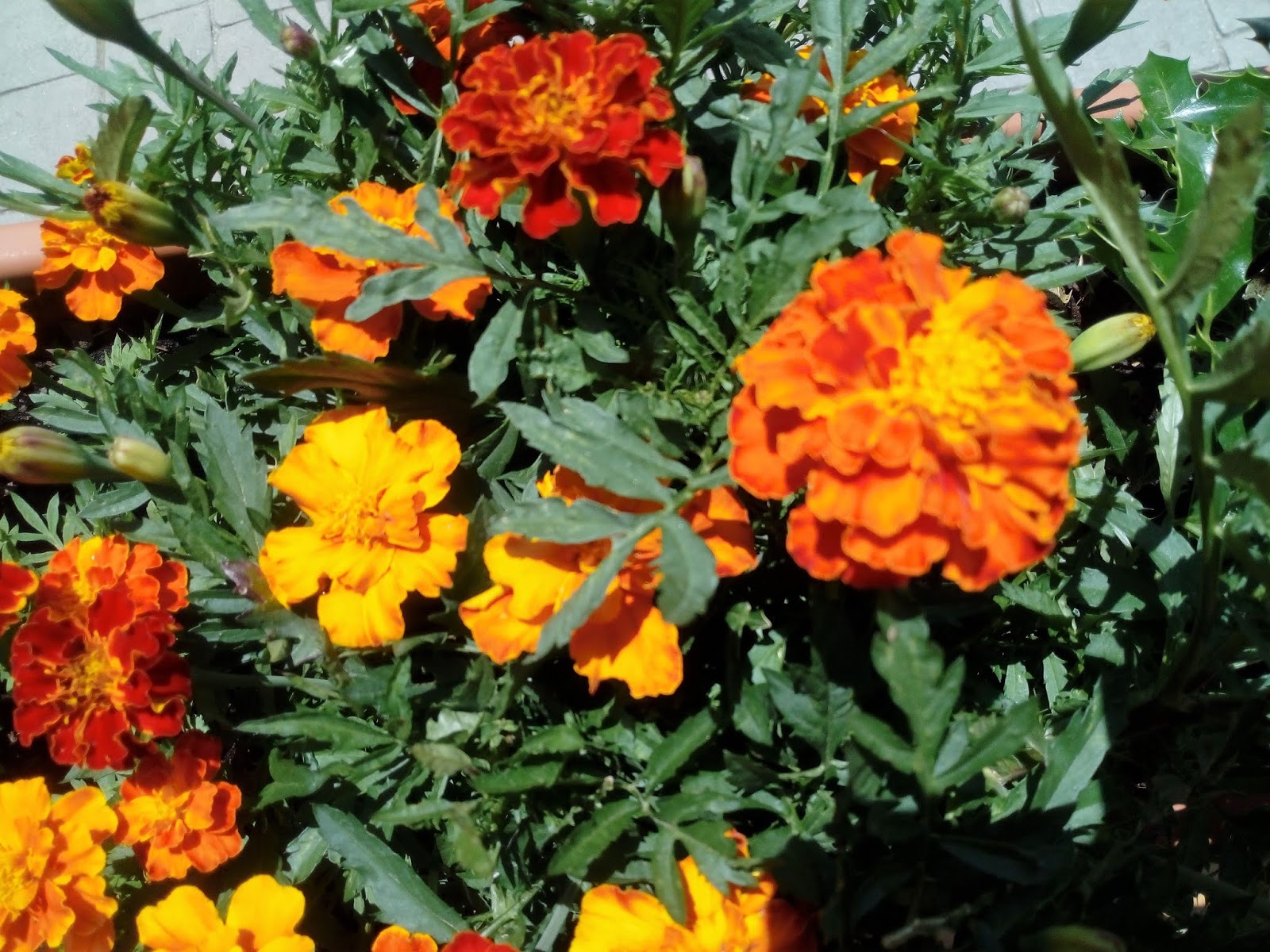 Biosfera vegetal.: Clavel chino (Tagete patula L.). Semillero.