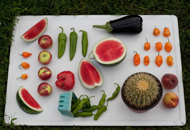 Robson's Farm: Vegetable Photo Shoot September