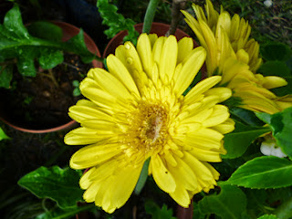 Barberton daisy - Gerbera jamesonii or Babandesiya | SL Flora