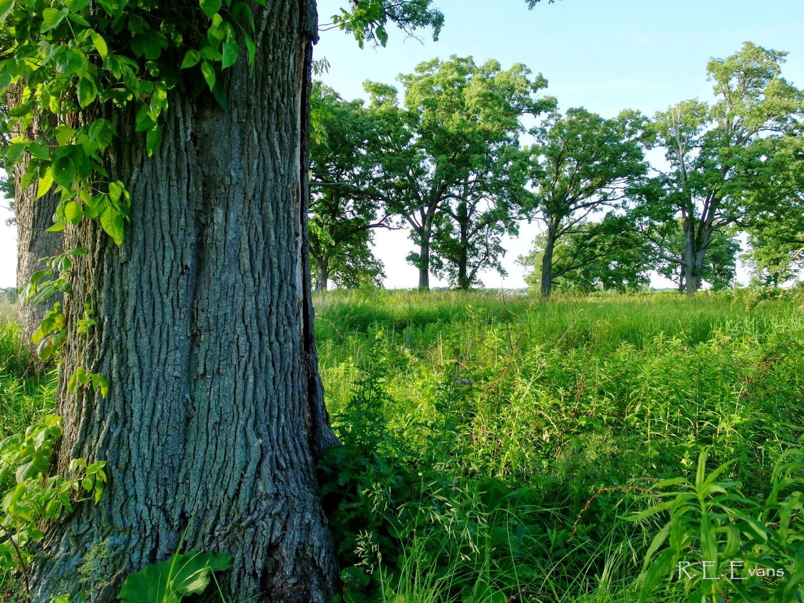 NC Plant Conservation & Beyond: Prairie Surprise, Ohio Style
